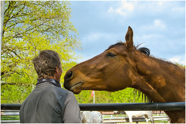 10 Must-Visit Horse Farms and Ranches for Equestrian Enthusiasts - Tack ...